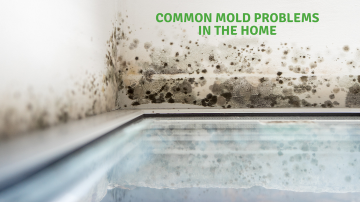 Common Mold Problems in the Home | How To Remove Mold in Your Home ...