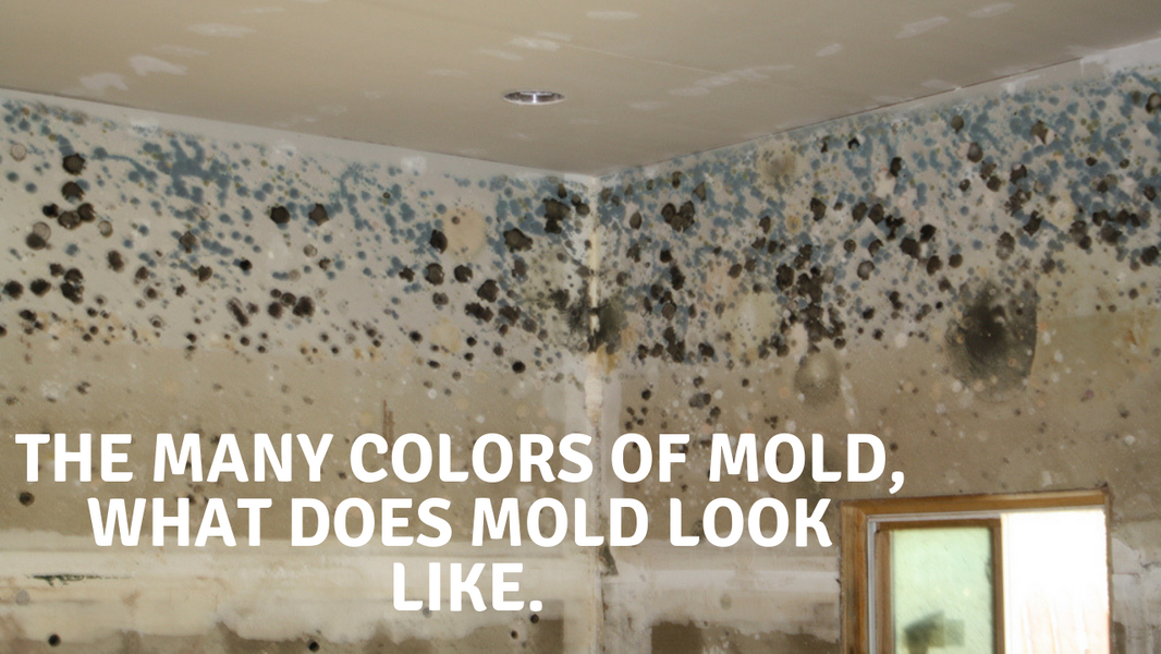 The Many Colors of Mold, What Does Mold Look Like – RMR Solutions, LLC