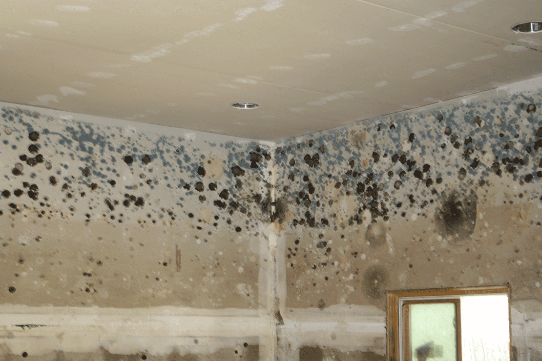 EPA's Guidelines for Mold Remediation and Prevention – RMR Solutions, LLC
